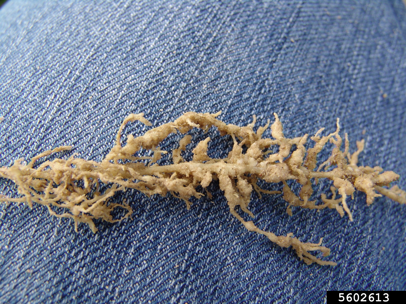 root-knot nematode (Genus Meloidogyne)