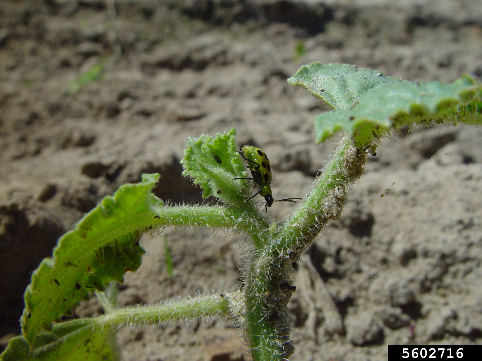 spotted cucumber beetle (Diabrotica undecimpunctata howardi)