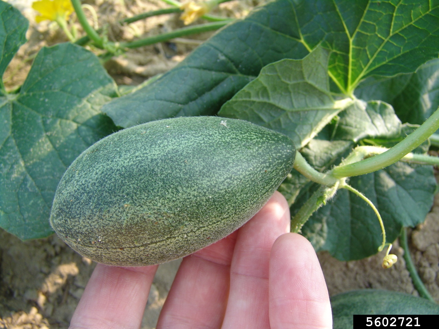 melon (Cucumis melo)