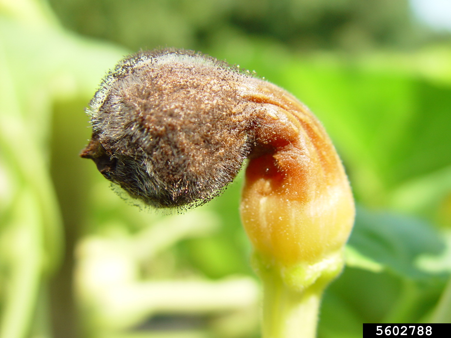 Choanephora fruit rot (Choanephora cucurbitarum)