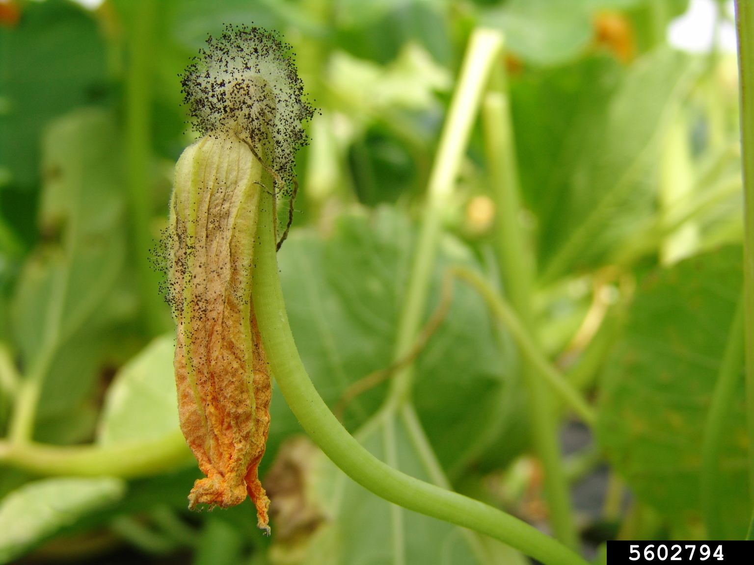 Choanephora fruit rot (Choanephora cucurbitarum)