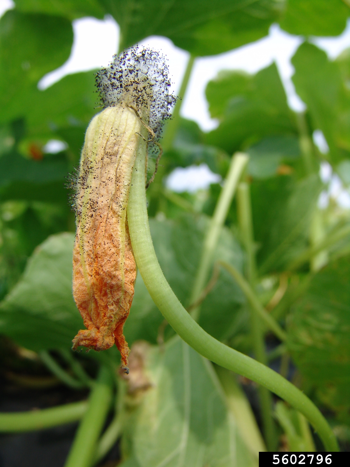 Choanephora fruit rot (Choanephora cucurbitarum (Berk. & Ravenel) Thaxt.)