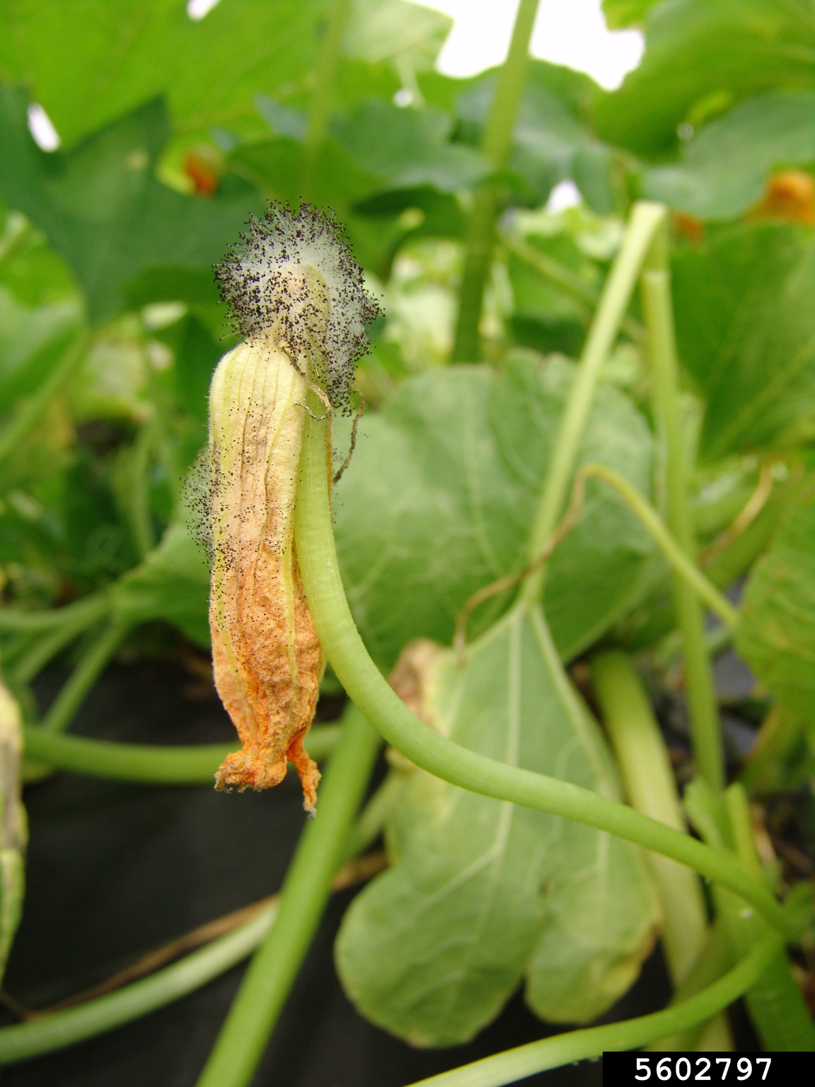 Choanephora fruit rot (Choanephora cucurbitarum)