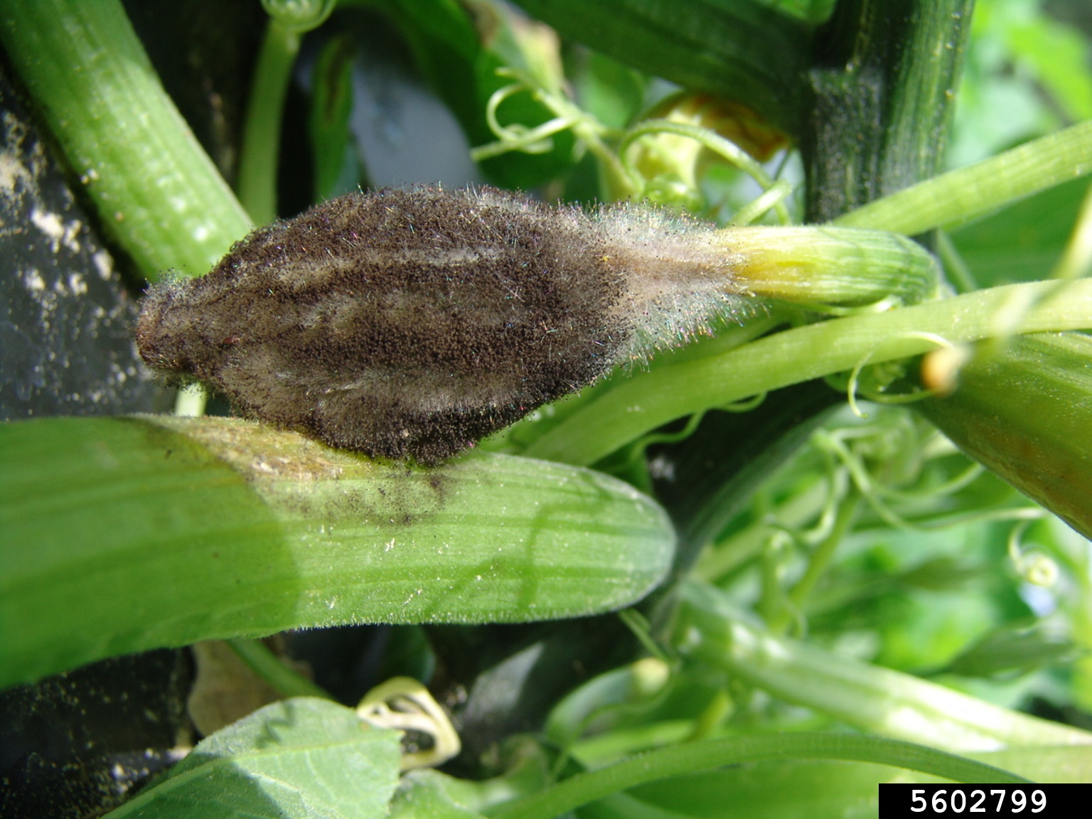 Choanephora fruit rot (Choanephora cucurbitarum (Berk. & Ravenel) Thaxt.)