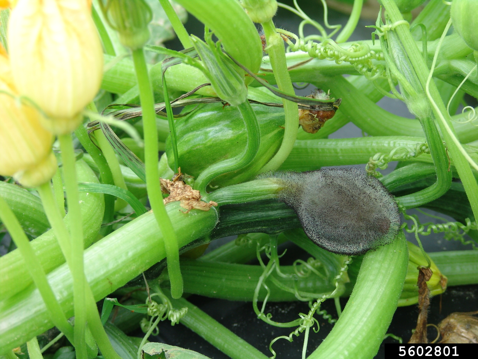 Choanephora fruit rot (Choanephora cucurbitarum (Berk. & Ravenel) Thaxt.)