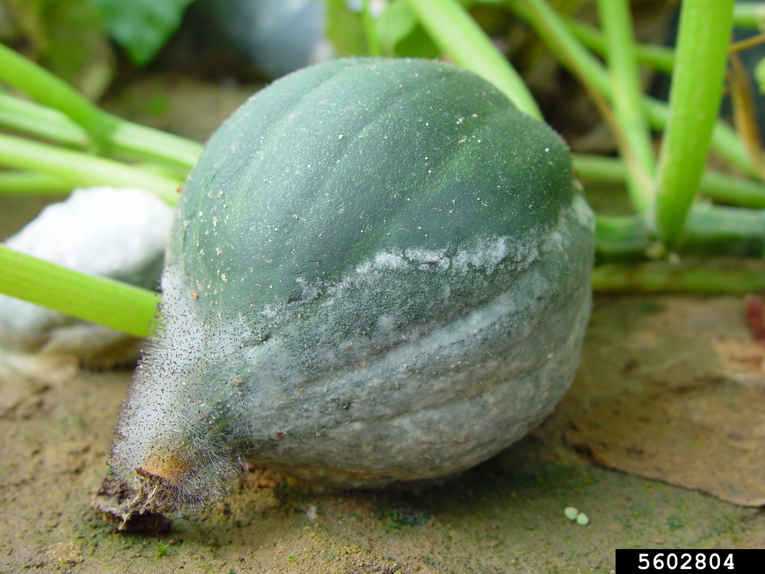 Choanephora fruit rot (Choanephora cucurbitarum)