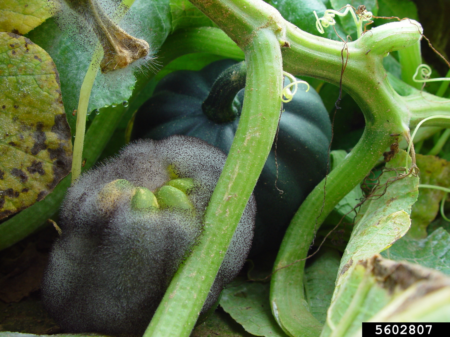 Choanephora fruit rot (Choanephora cucurbitarum (Berk. & Ravenel) Thaxt.)