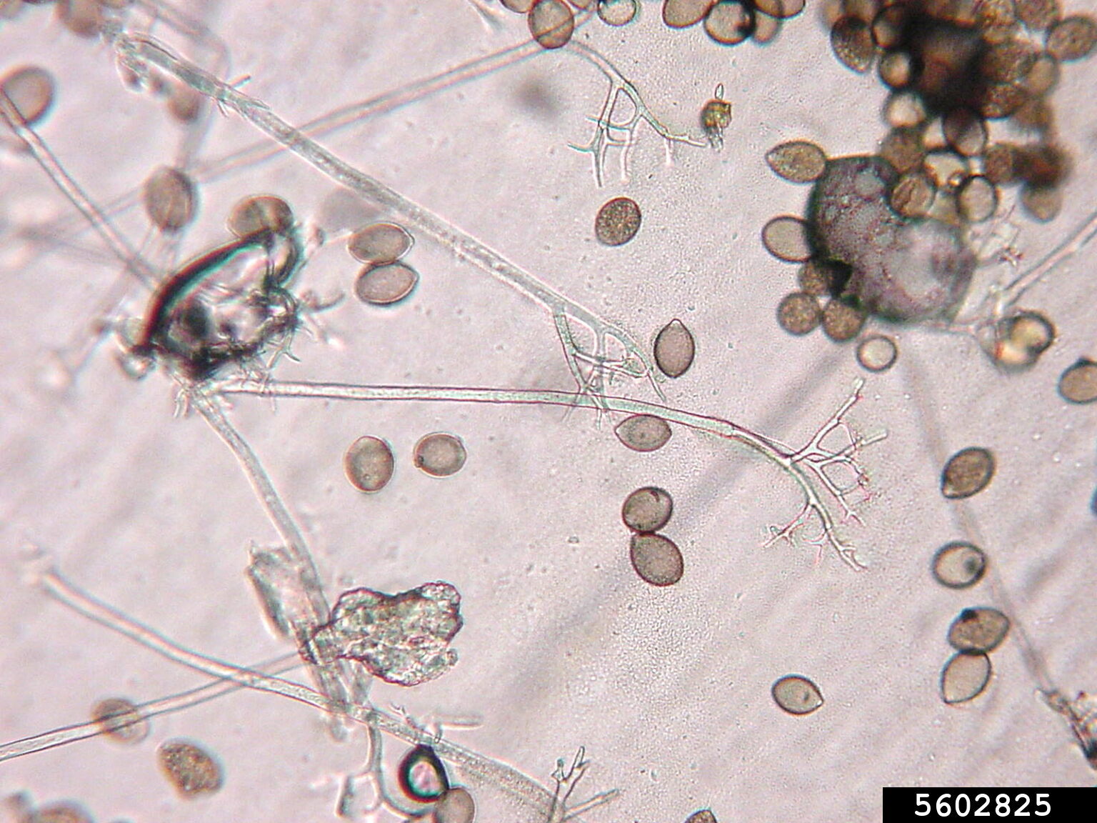 cucurbit downy mildew (Pseudoperonospora cubensis)