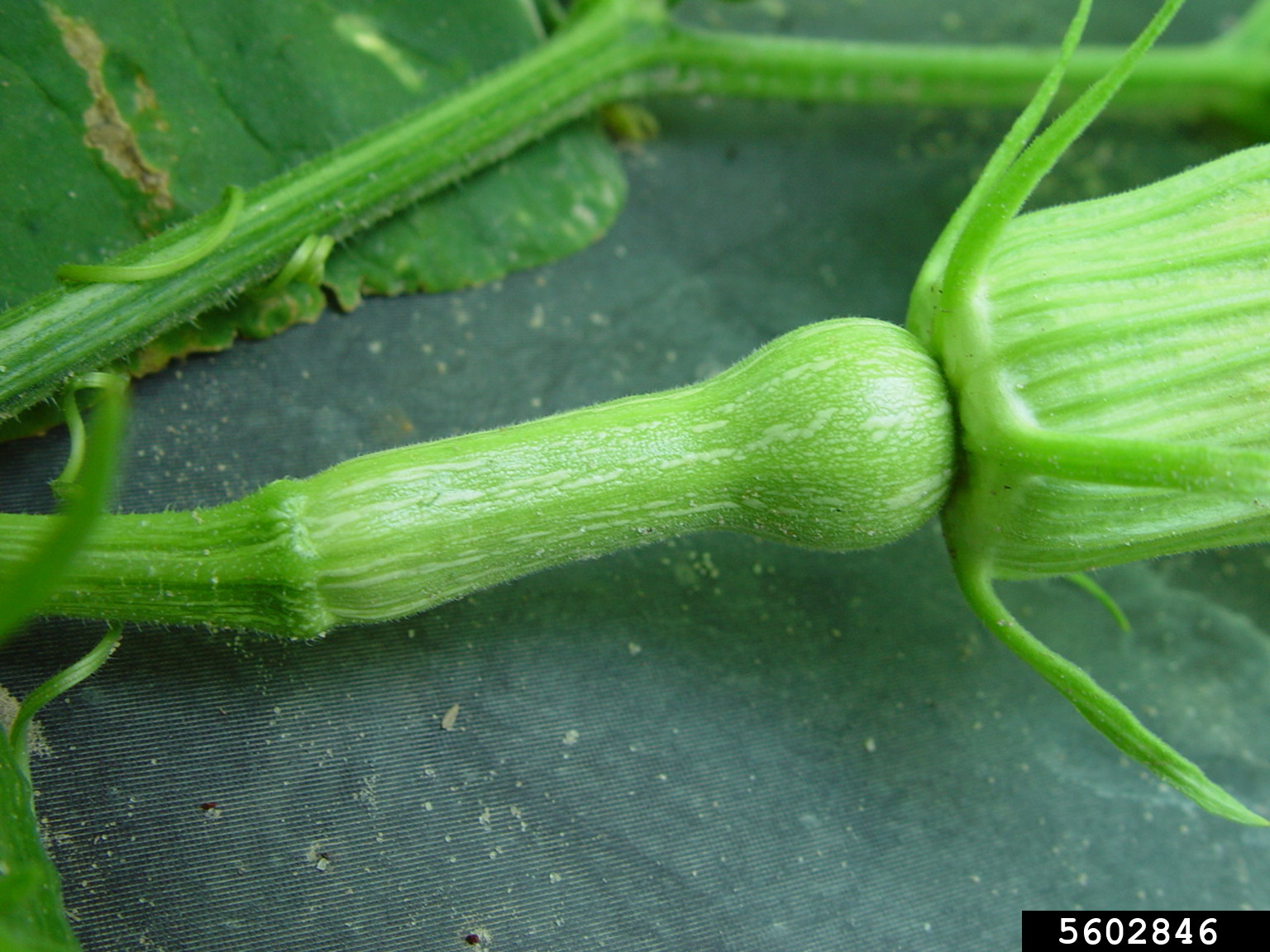 winter squashes (Cucurbita moschata)