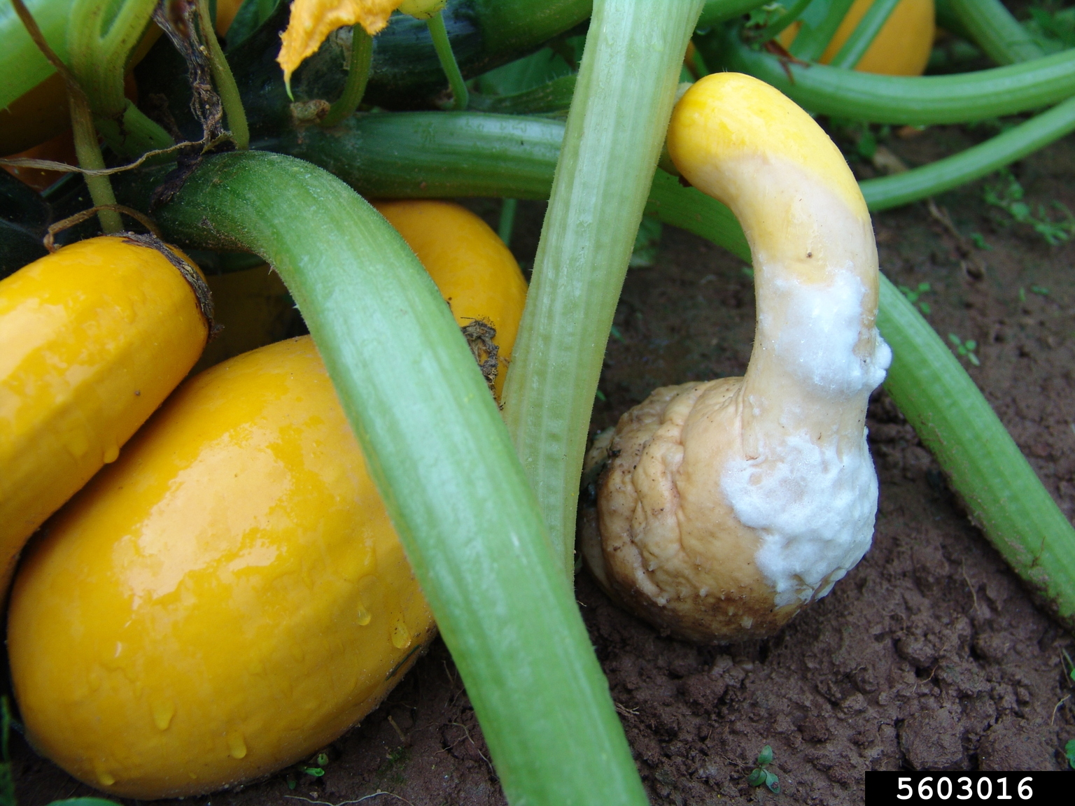 Pythium diseases (Genus Pythium)