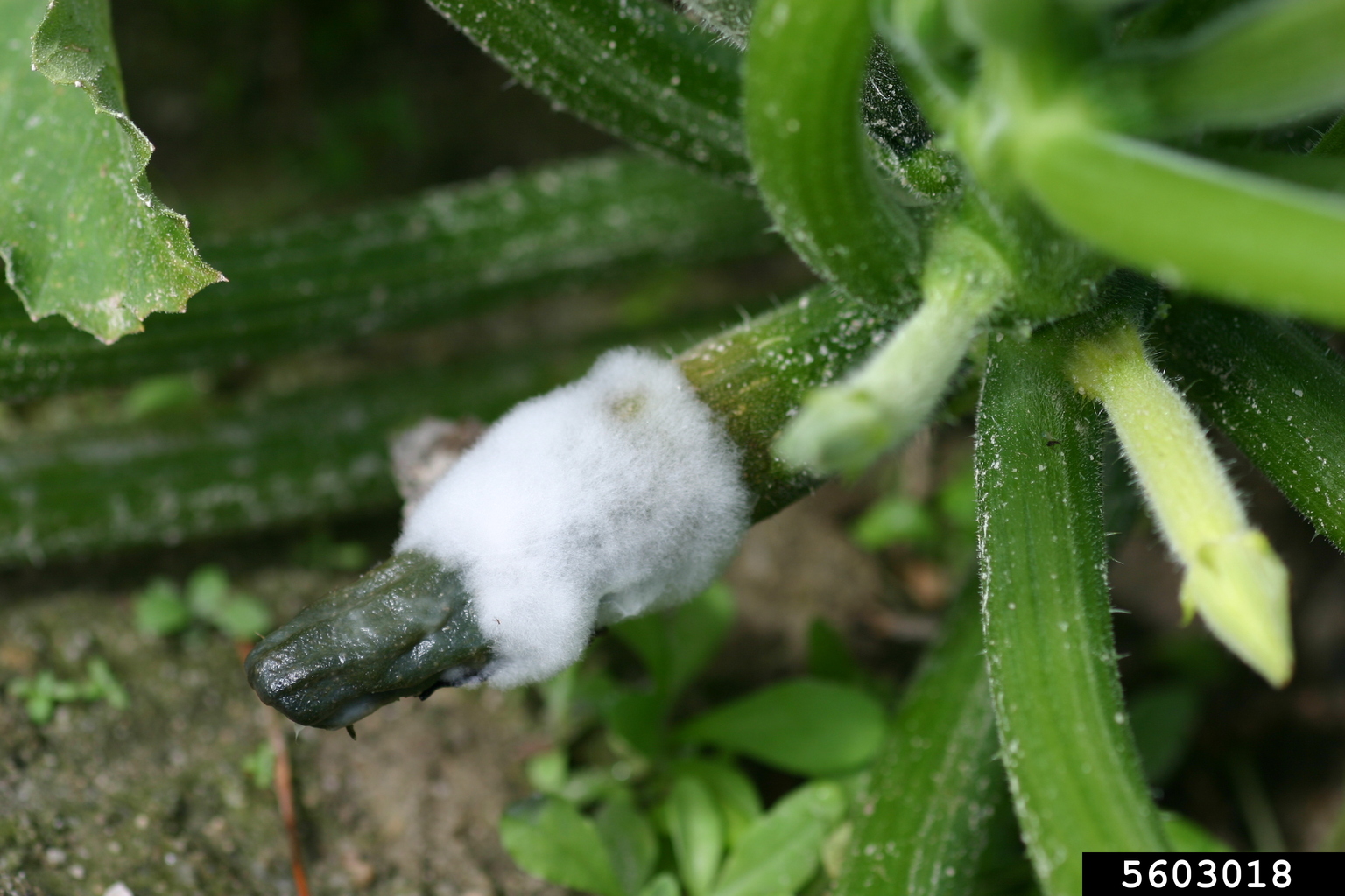 Pythium diseases (Genus Pythium)
