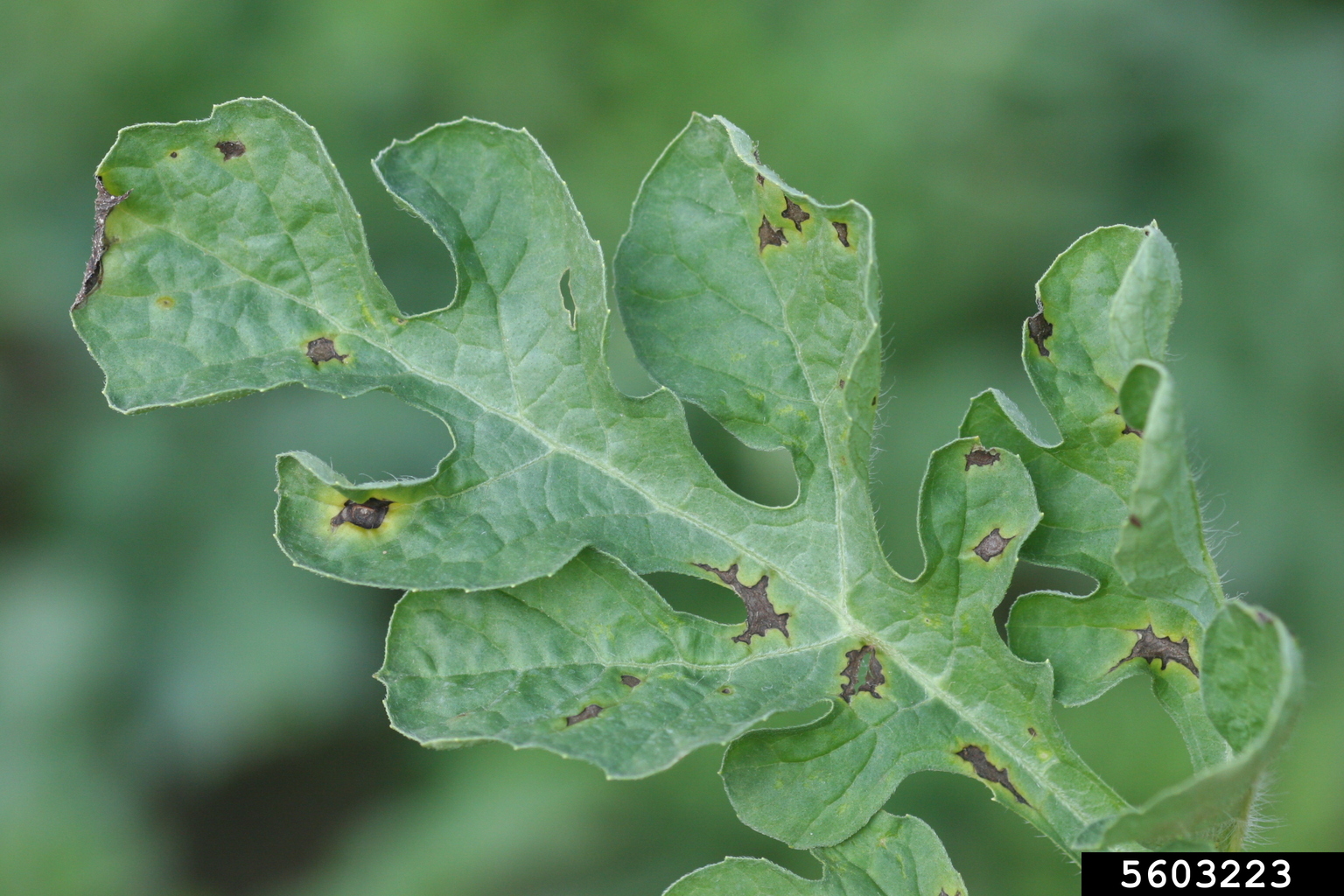 anthracnose (Colletotrichum orbiculare (Berk. & Mont.) Arx)