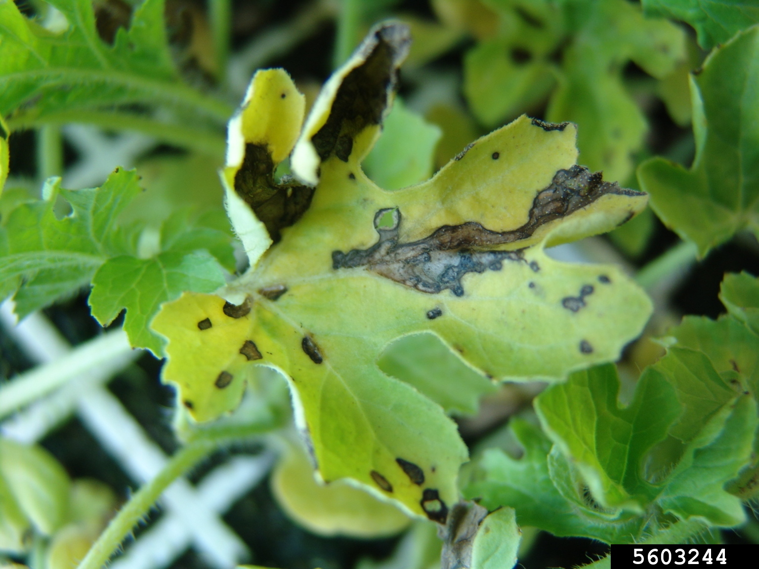 bacterial fruit blotch (Acidovorax citrulli (Schaad et al 1978) Schaad ...