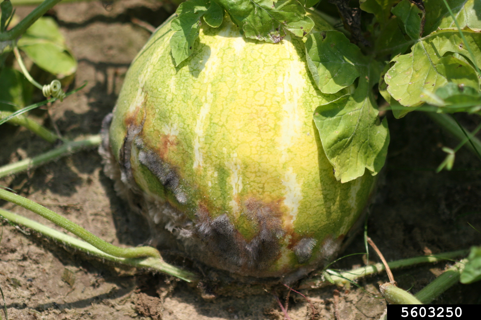Choanephora fruit rot (Choanephora cucurbitarum (Berk. & Ravenel) Thaxt.)