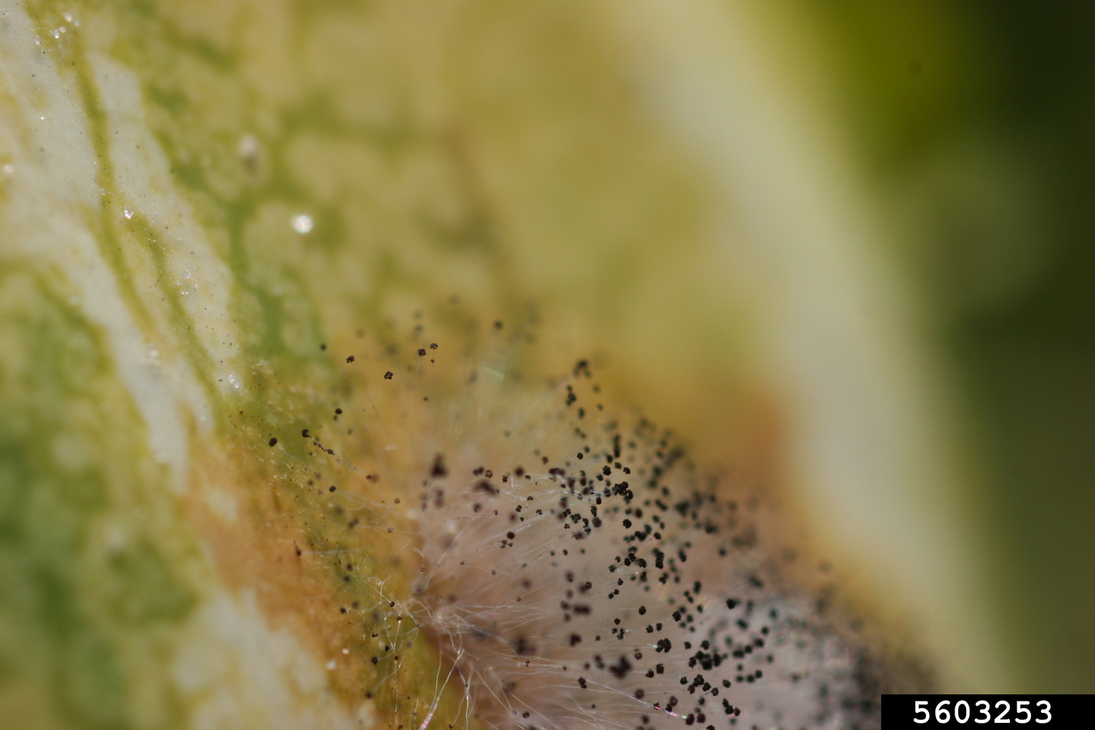 Choanephora fruit rot (Choanephora cucurbitarum (Berk. & Ravenel) Thaxt.)