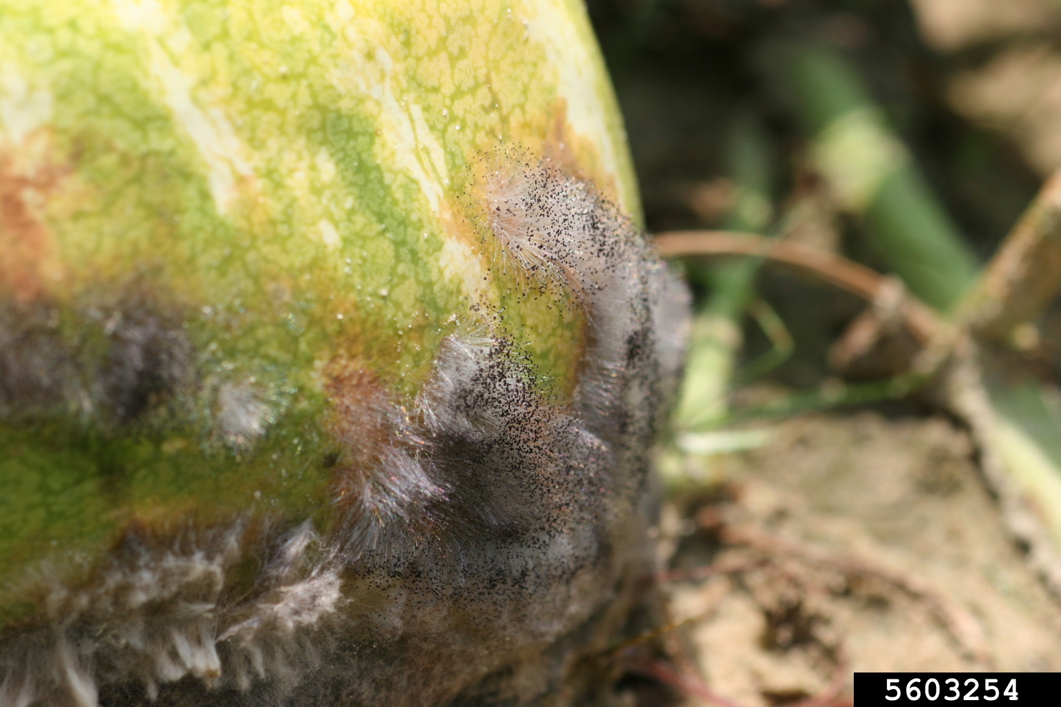 Choanephora fruit rot (Choanephora cucurbitarum (Berk. & Ravenel) Thaxt.)