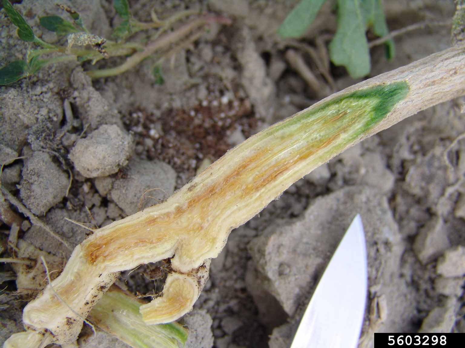 Fusarium wilt (Fusarium oxysporum f.sp. niveum (E.F. Sm.) W.C. Snyder ...
