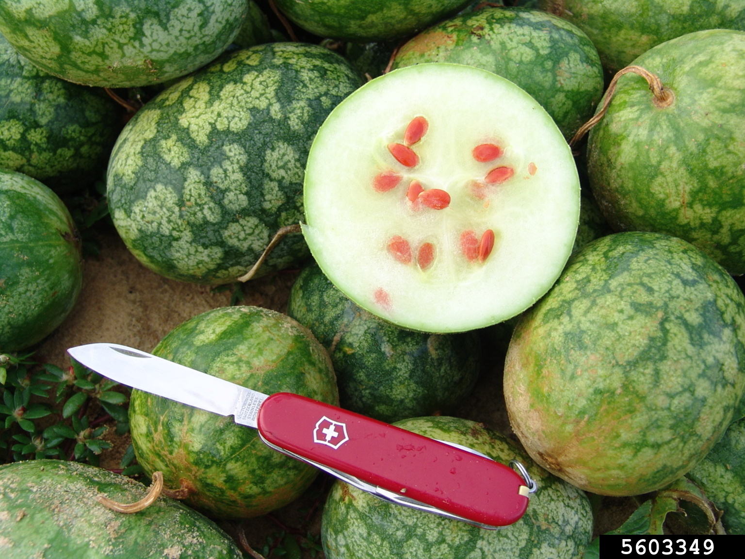watermelon (Citrullus lanatus)