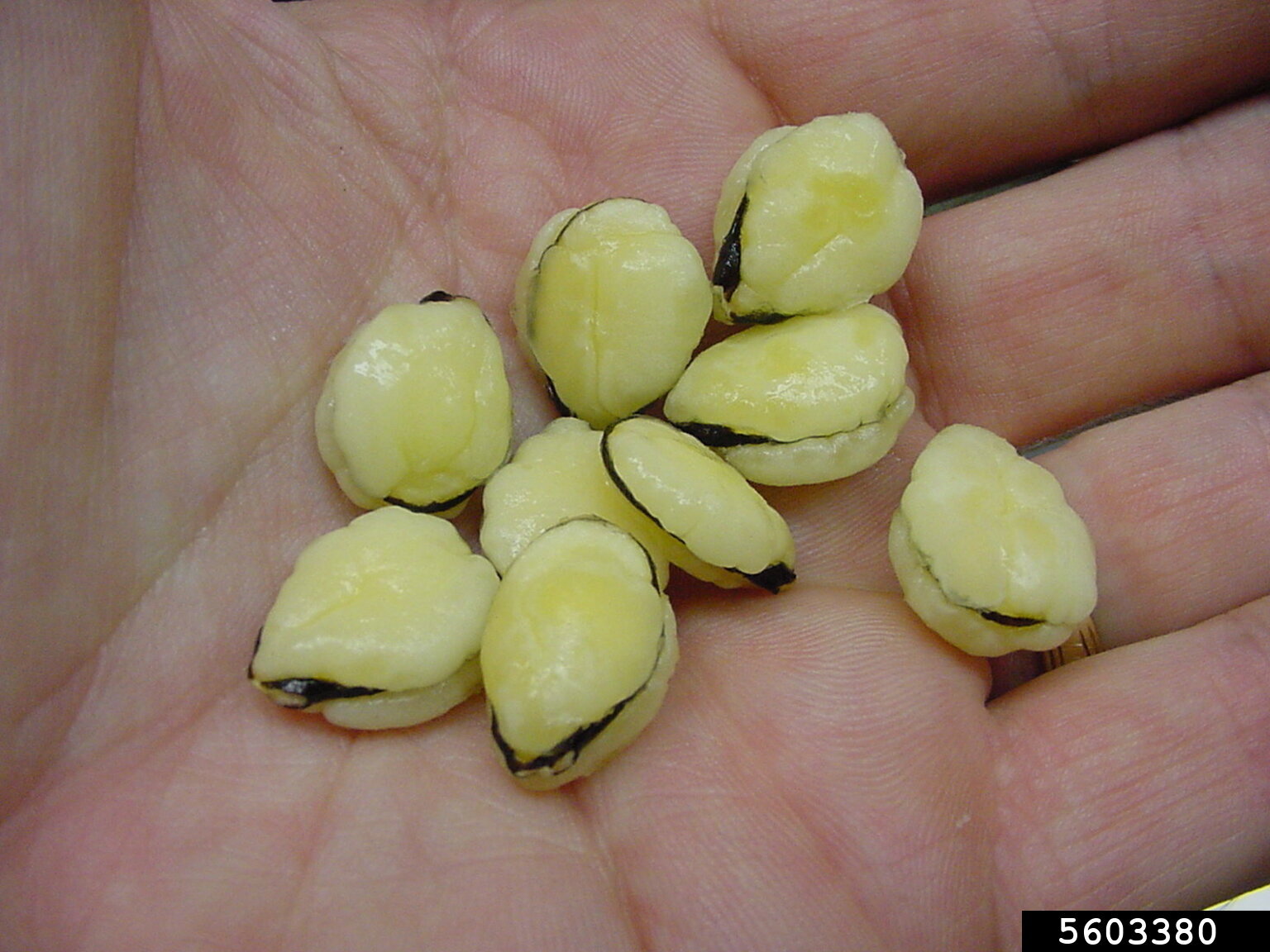 watermelon (Genus Citrullus)