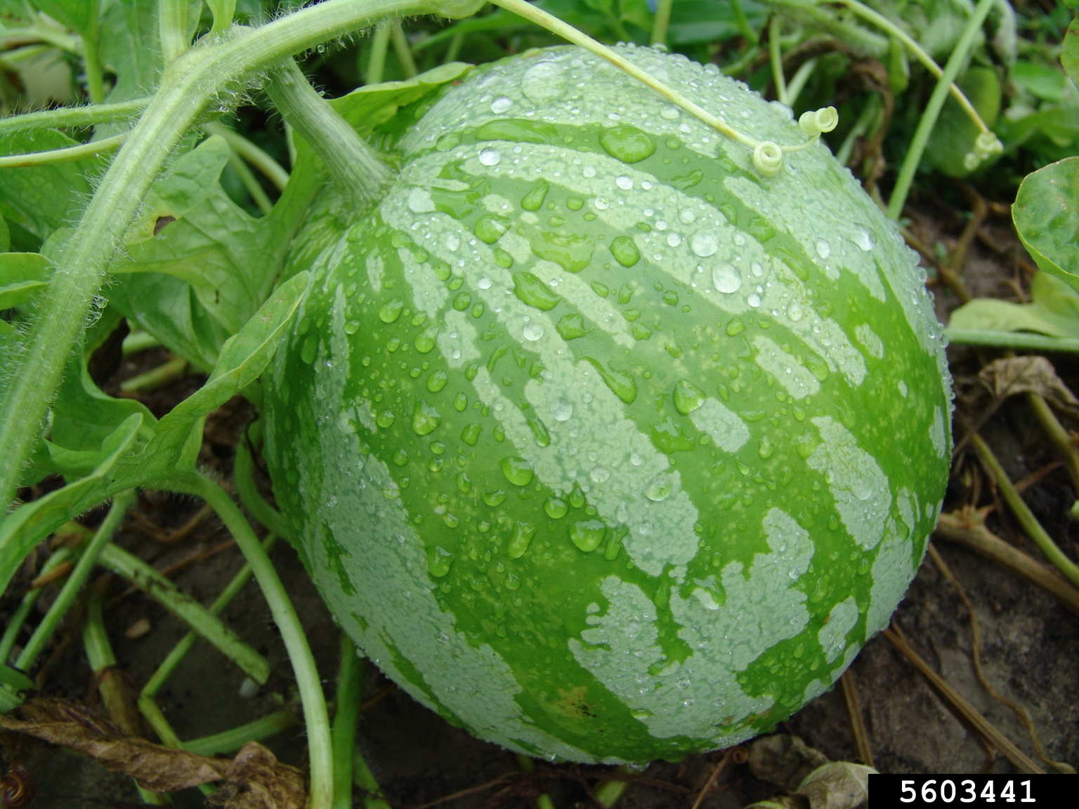 genetic abnormalities on watermelon (Citrullus lanatus ) - 5603441