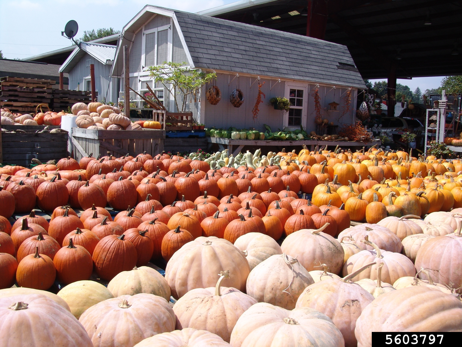 cucurbits (Family Cucurbitaceae)