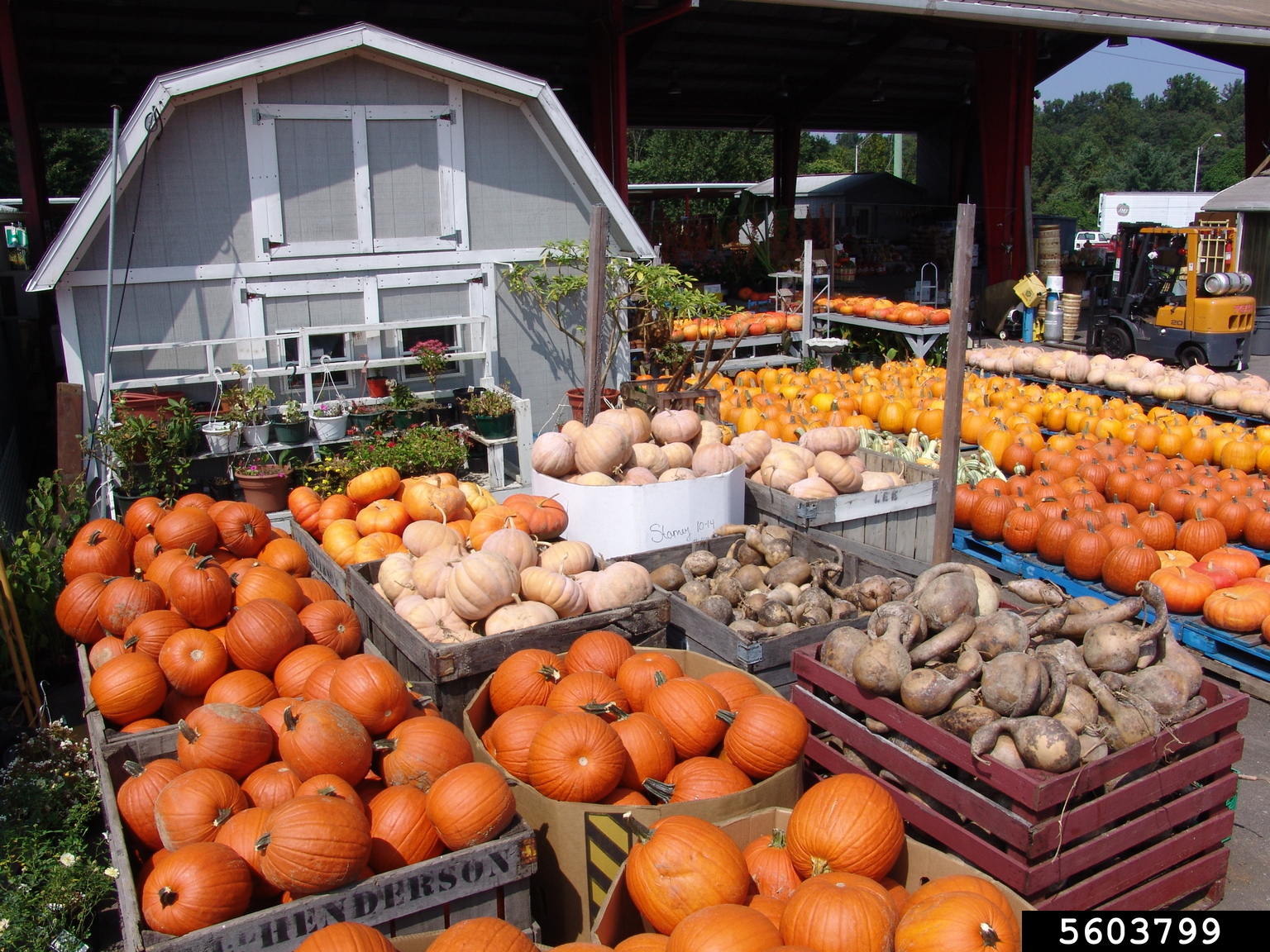 cucurbits (Family Cucurbitaceae)