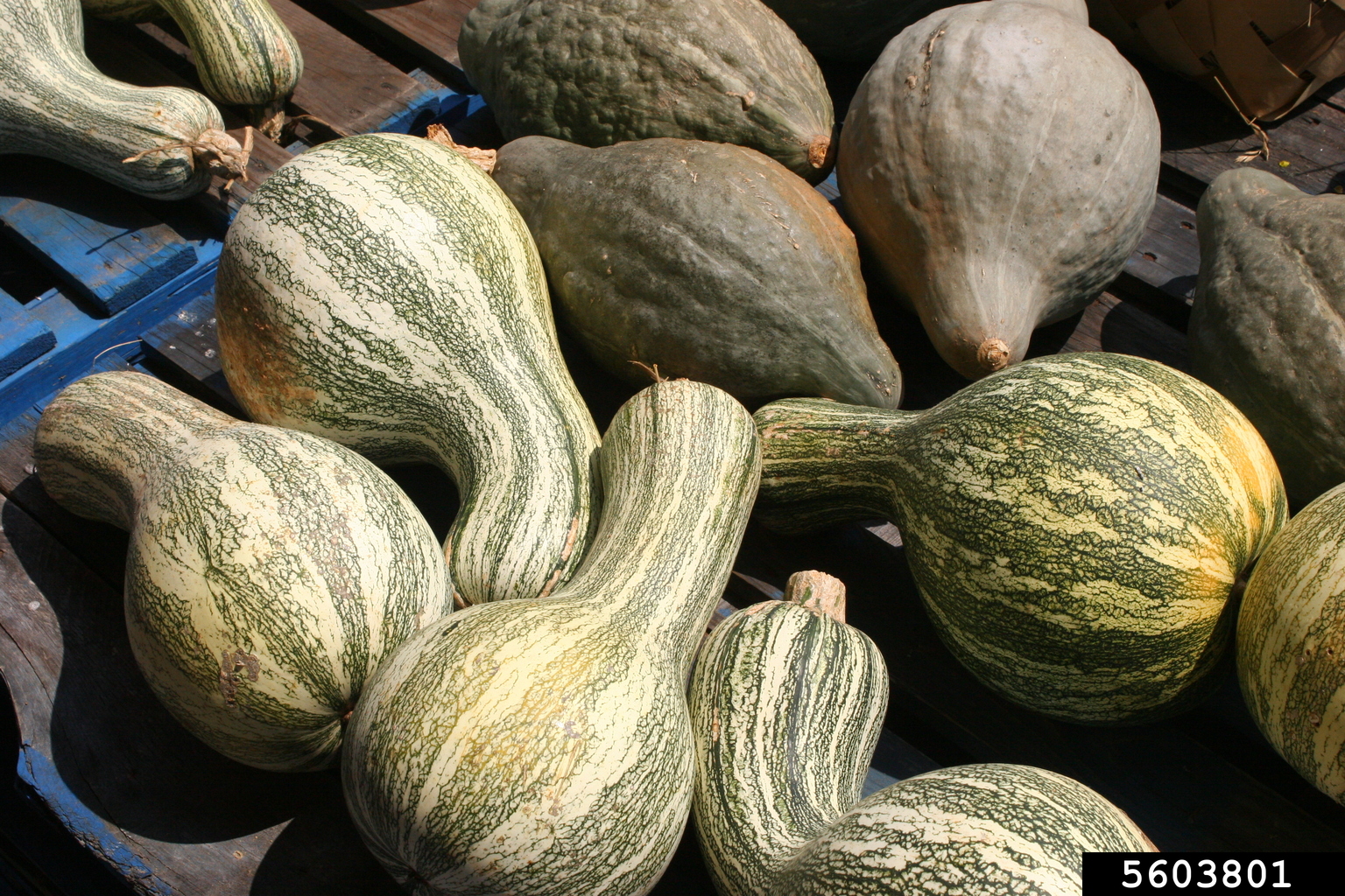 cucurbits (Family Cucurbitaceae)