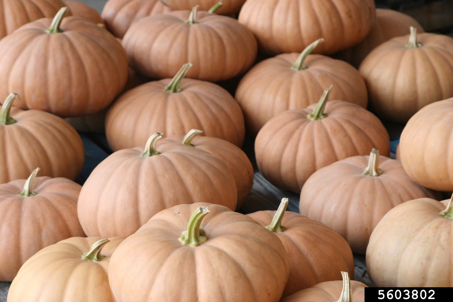 cucurbits (Family Cucurbitaceae)