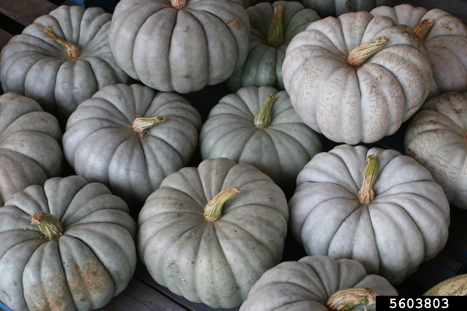 cucurbits (Family Cucurbitaceae)