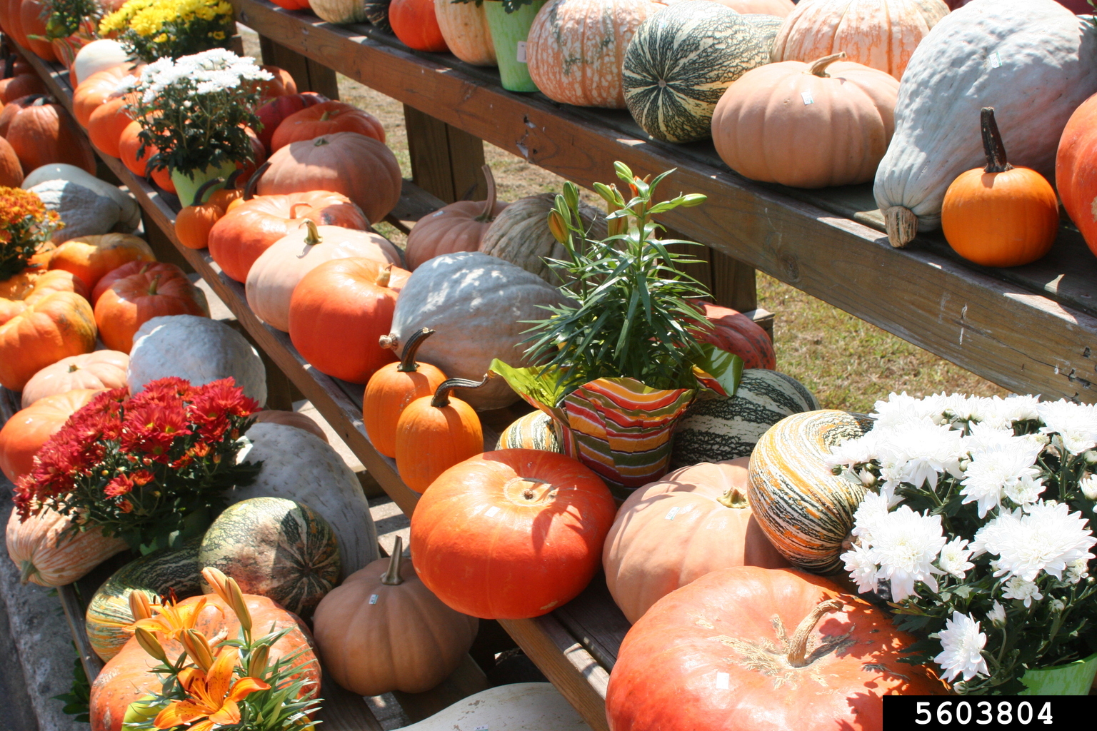 cucurbits (Family Cucurbitaceae)