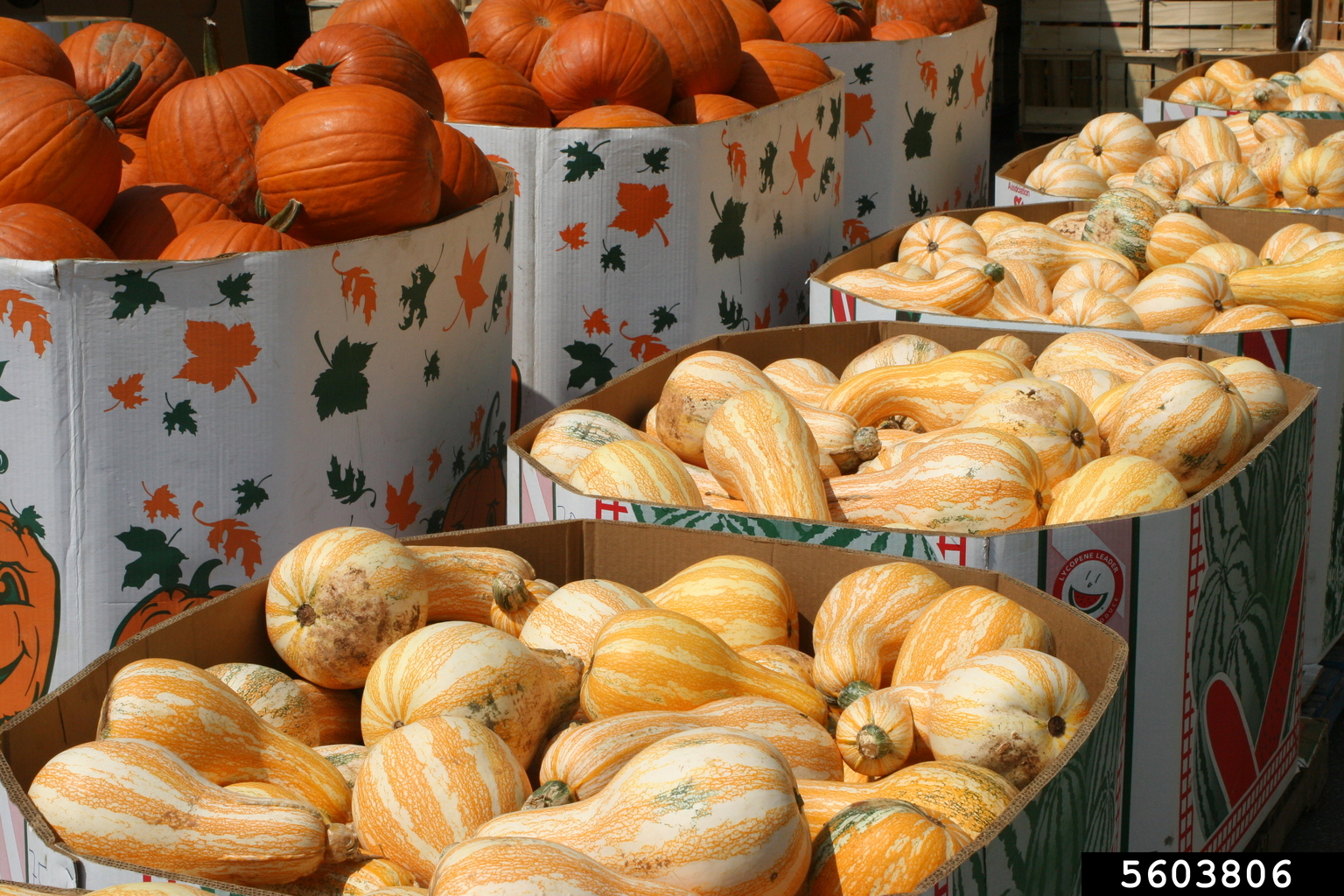 cucurbits (Family Cucurbitaceae)
