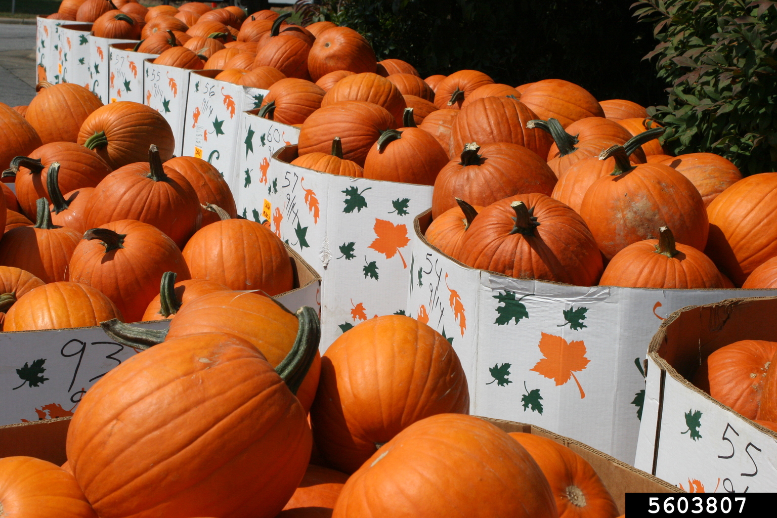 cucurbits (Family Cucurbitaceae)
