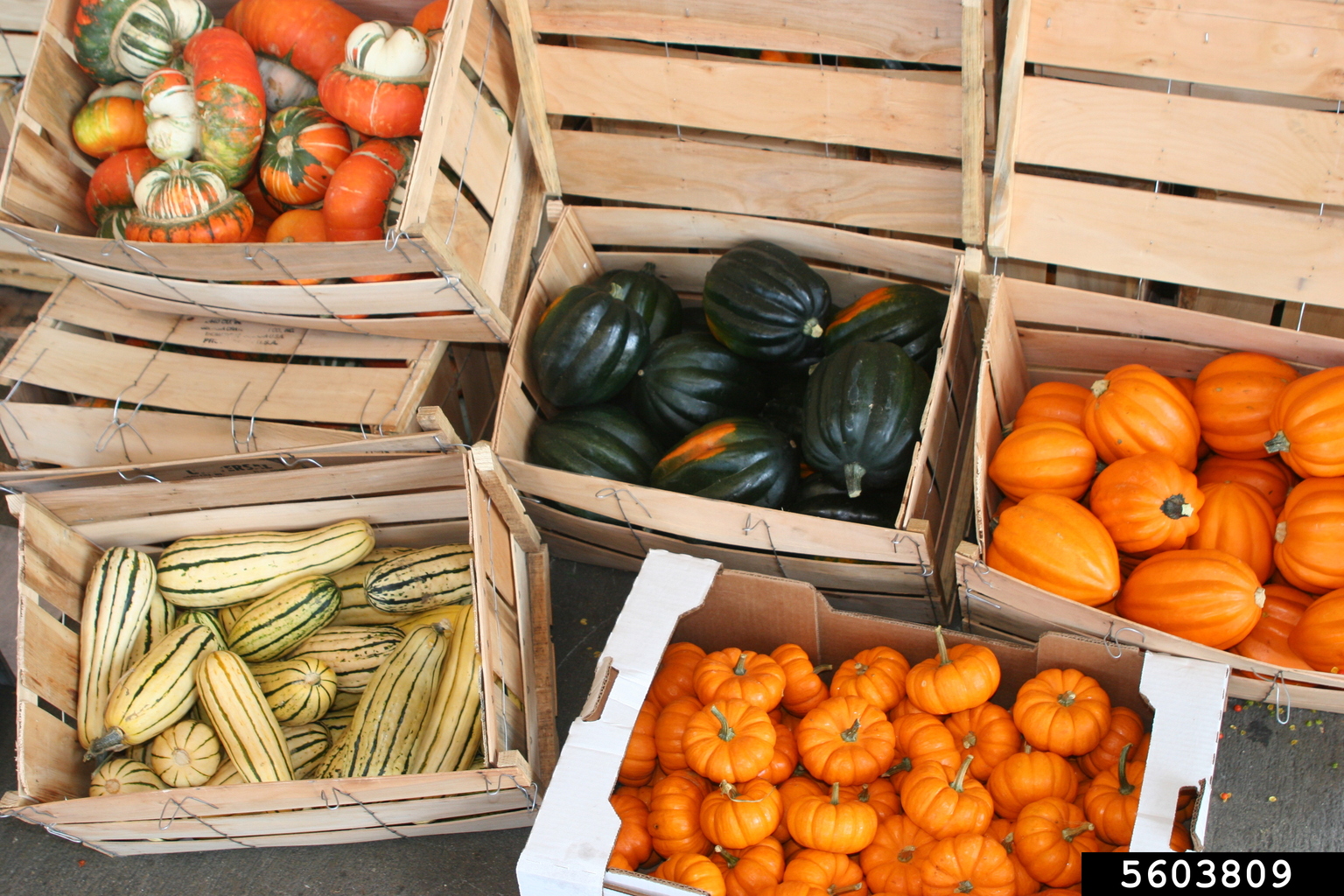 cucurbits (Family Cucurbitaceae)