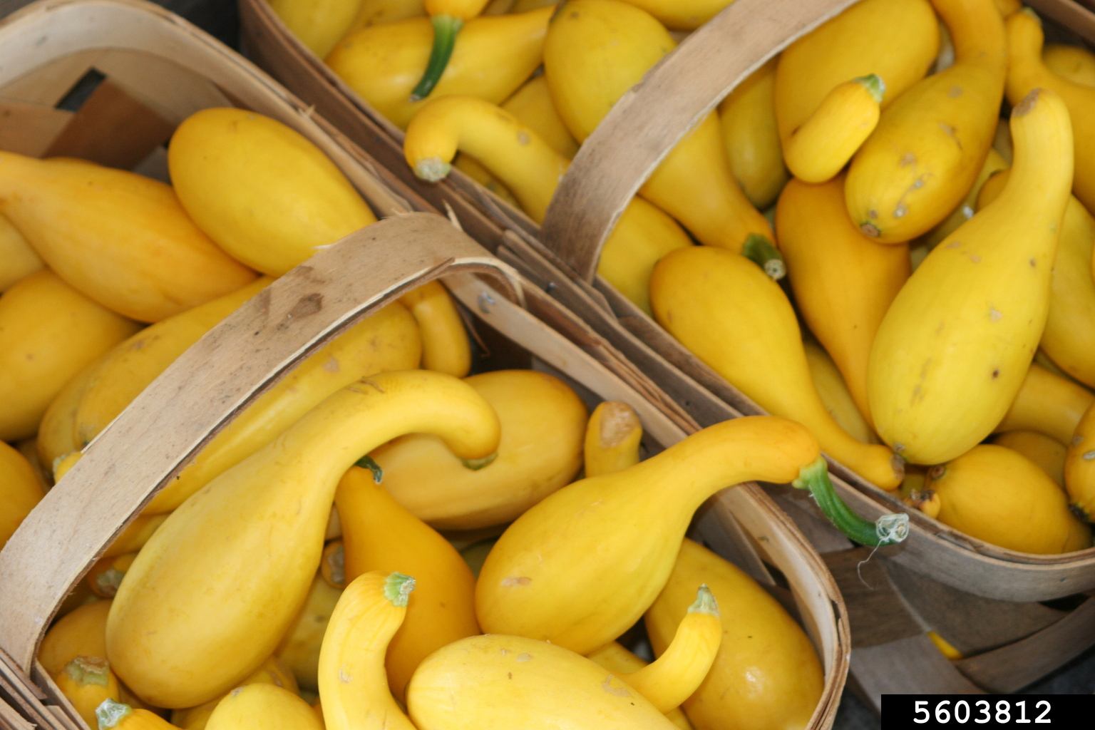 cucurbits (Family Cucurbitaceae)