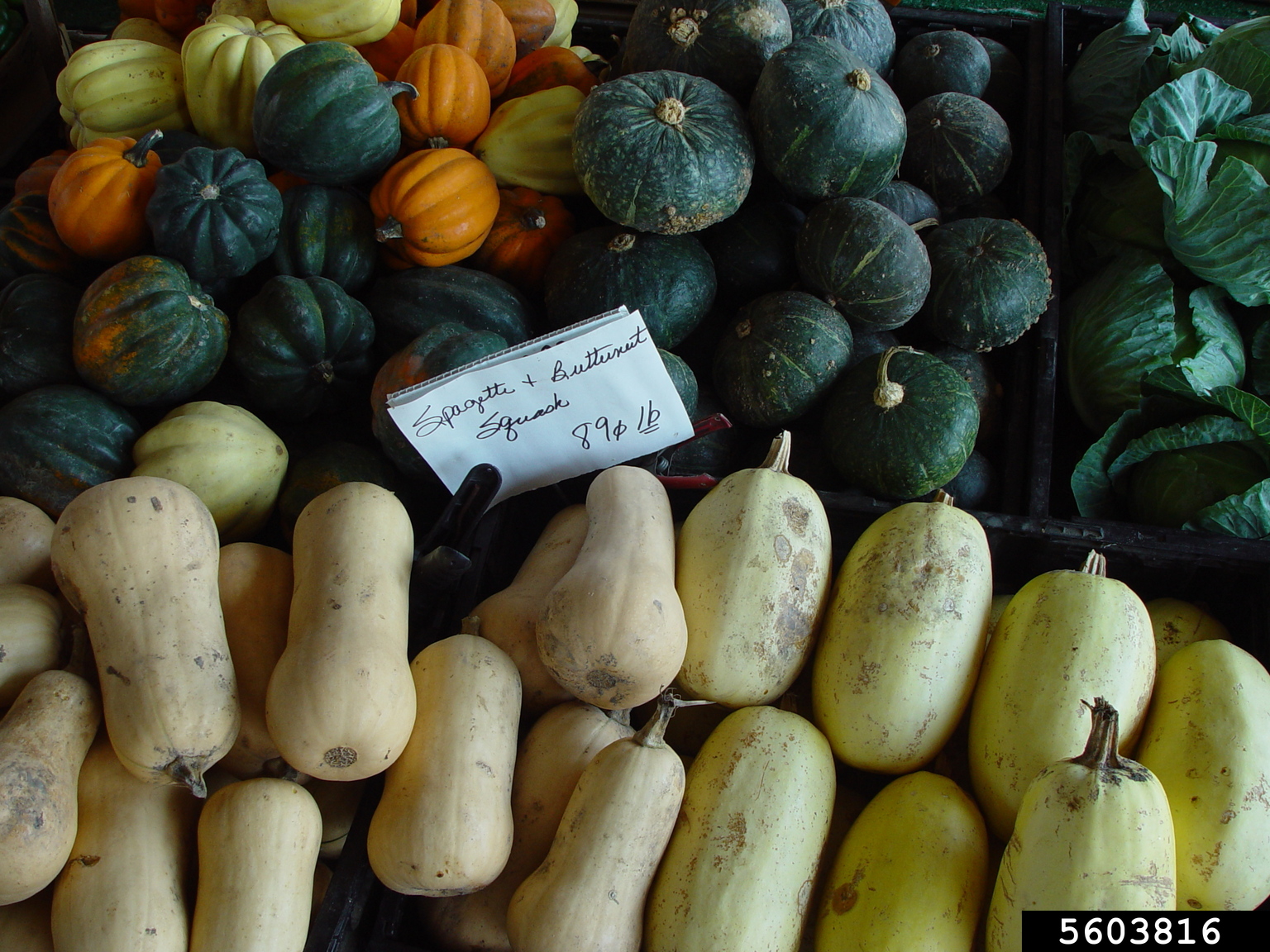 cucurbits (Family Cucurbitaceae)