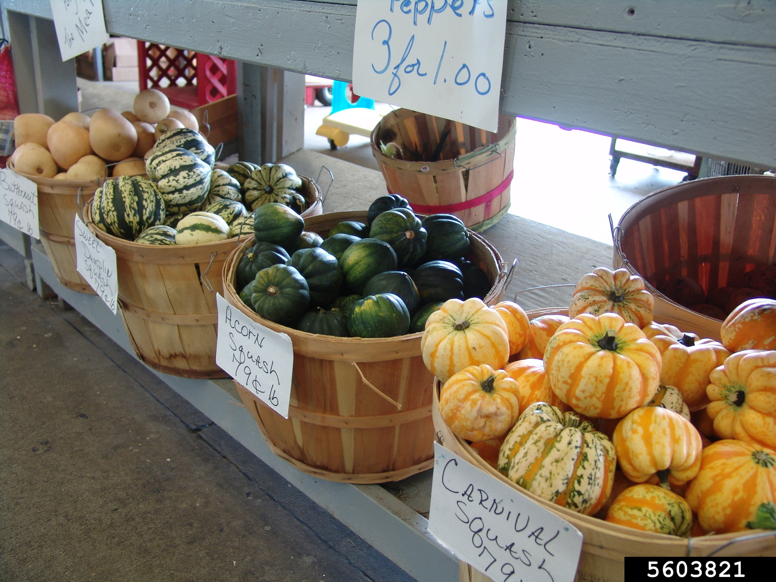 cucurbits (Family Cucurbitaceae)