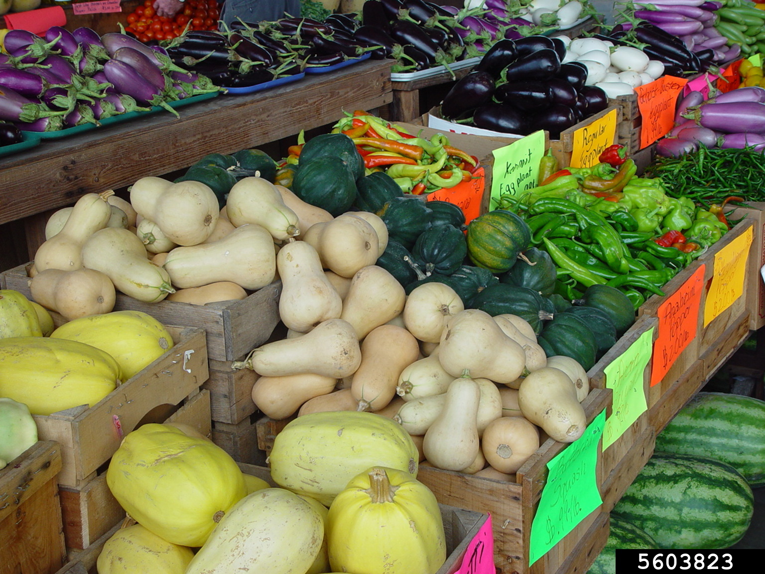 cucurbits (Family Cucurbitaceae)