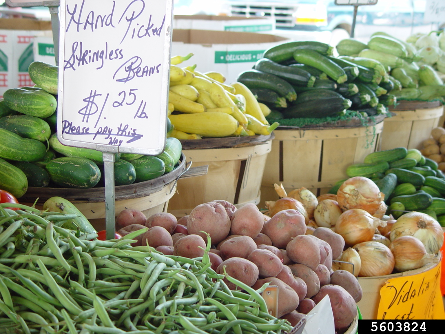 cucurbits (Family Cucurbitaceae)