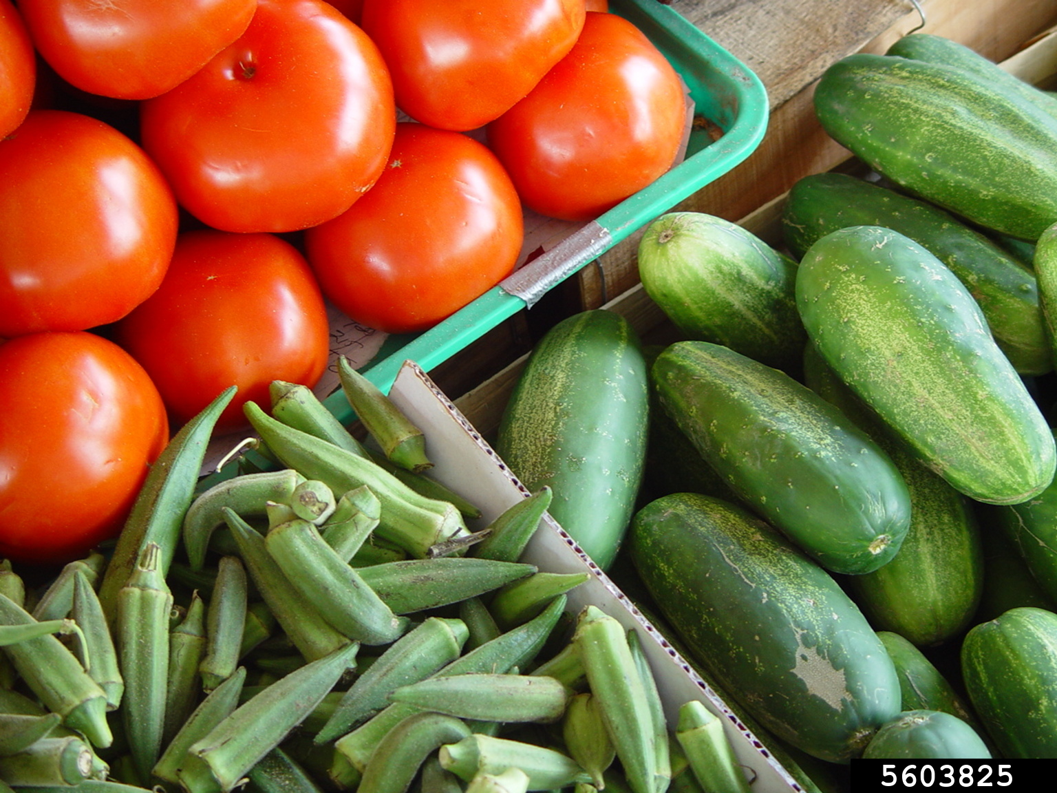 cucurbits (Family Cucurbitaceae)