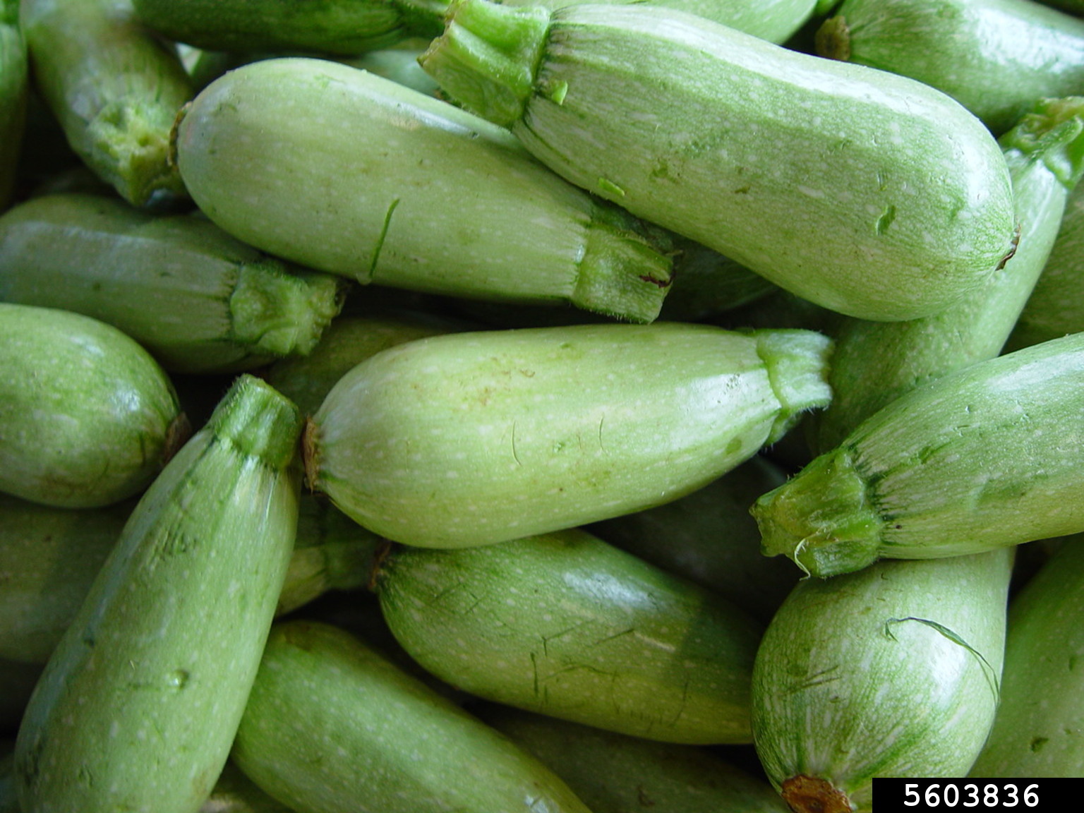 cucurbits (Family Cucurbitaceae)
