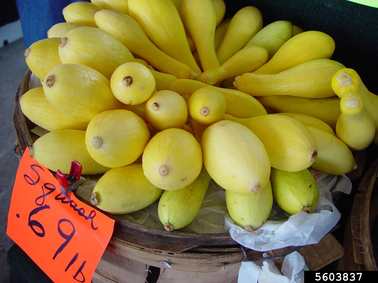cucurbits (Family Cucurbitaceae)