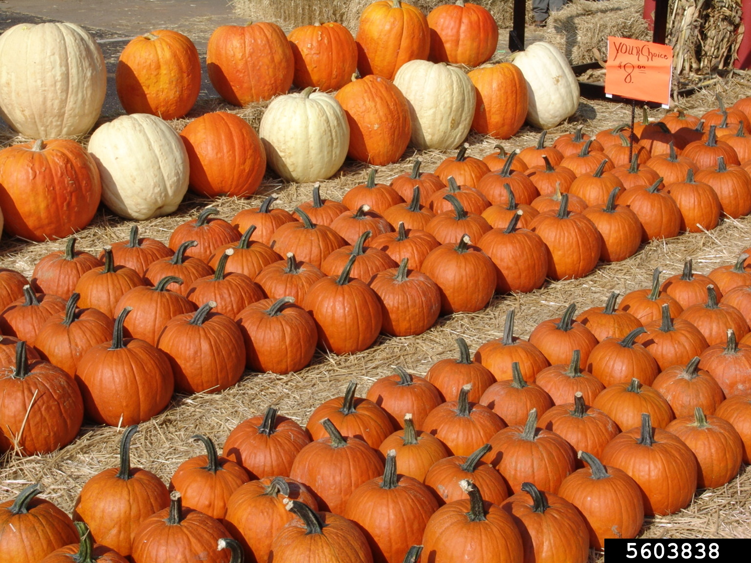 cucurbits (Family Cucurbitaceae)