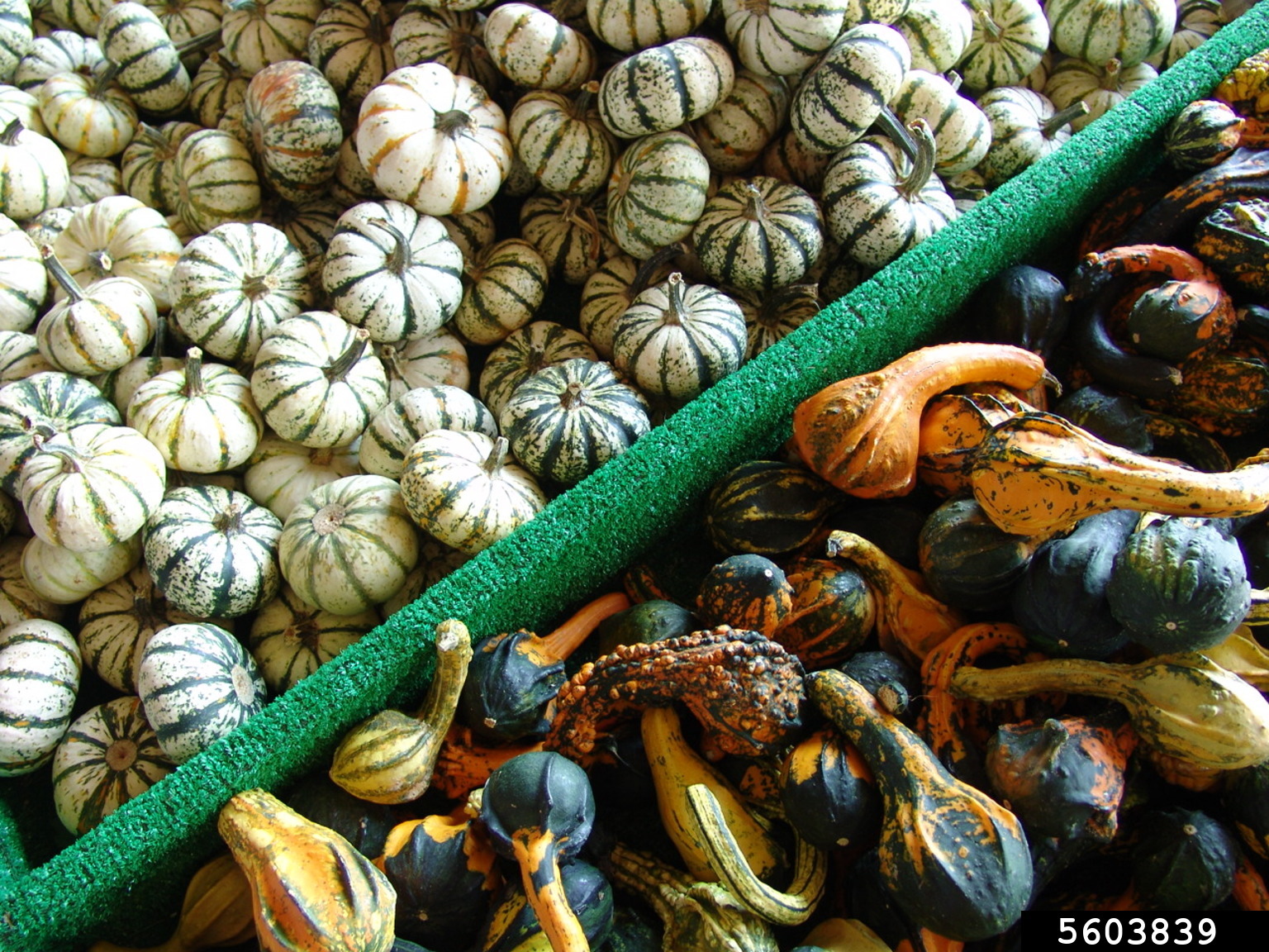 cucurbits (Family Cucurbitaceae)