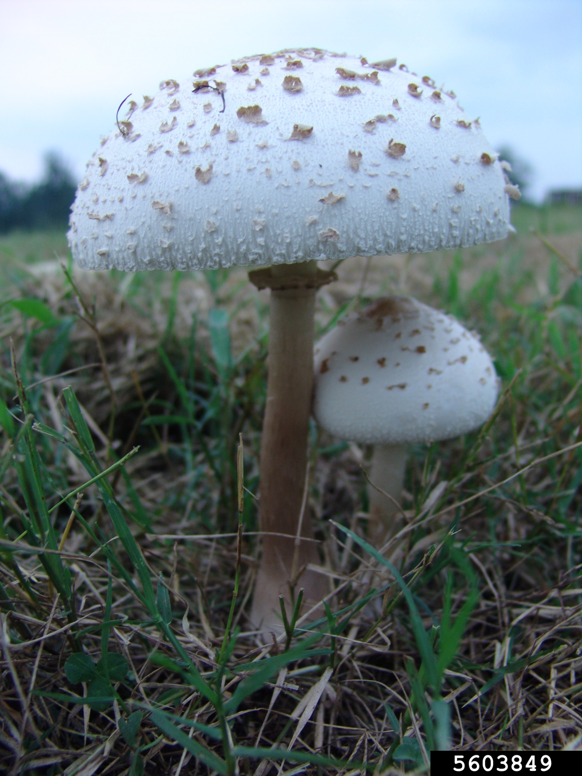 false parasol or green-spored parasol (Chlorophyllum molybdites (G. Mey ...