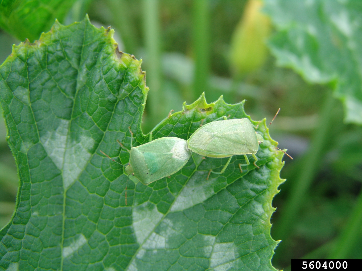 southern green stink bug (Nezara viridula (Linnaeus))