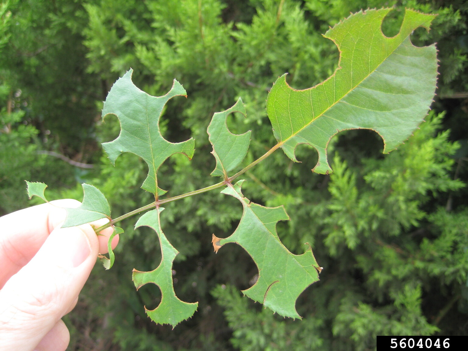 leafcutter bee (Genus Megachile Latreille, 1802)