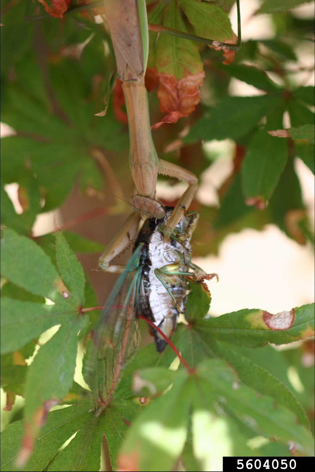 Chinese mantis (Tenodera sinensis sinensis)