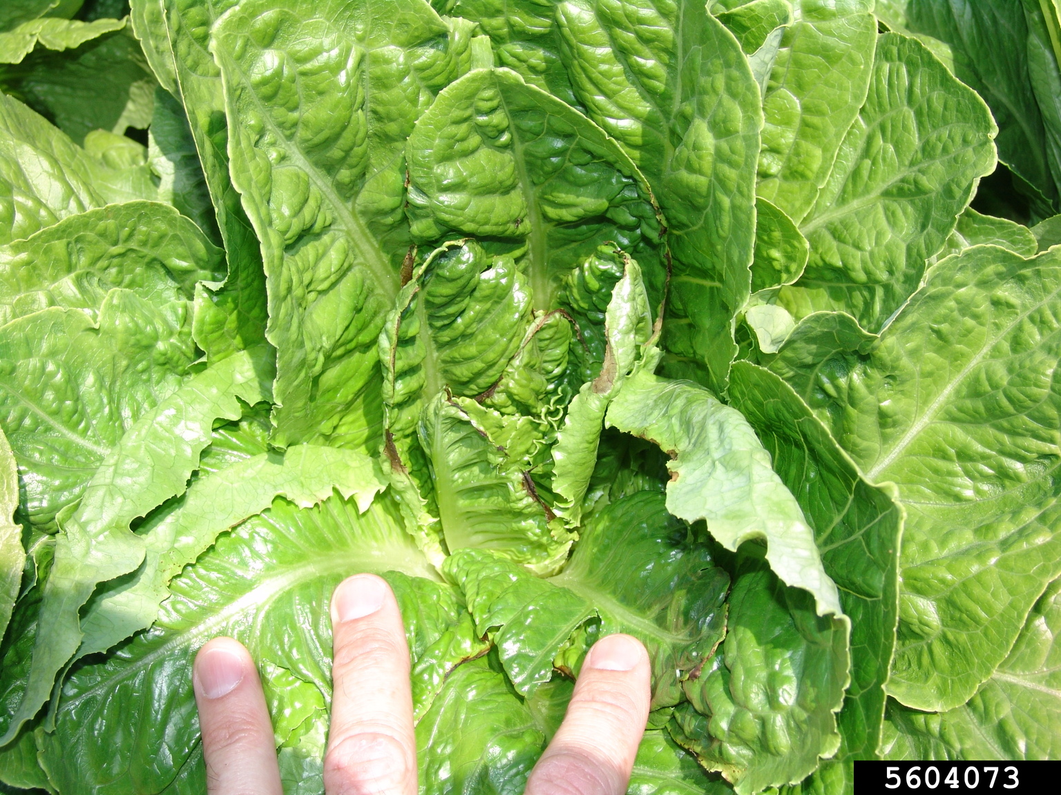 calcium deficiency