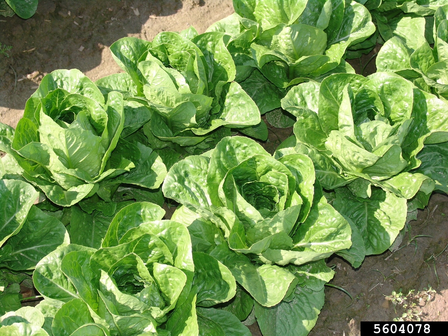 lettuce (Lactuca sativa)