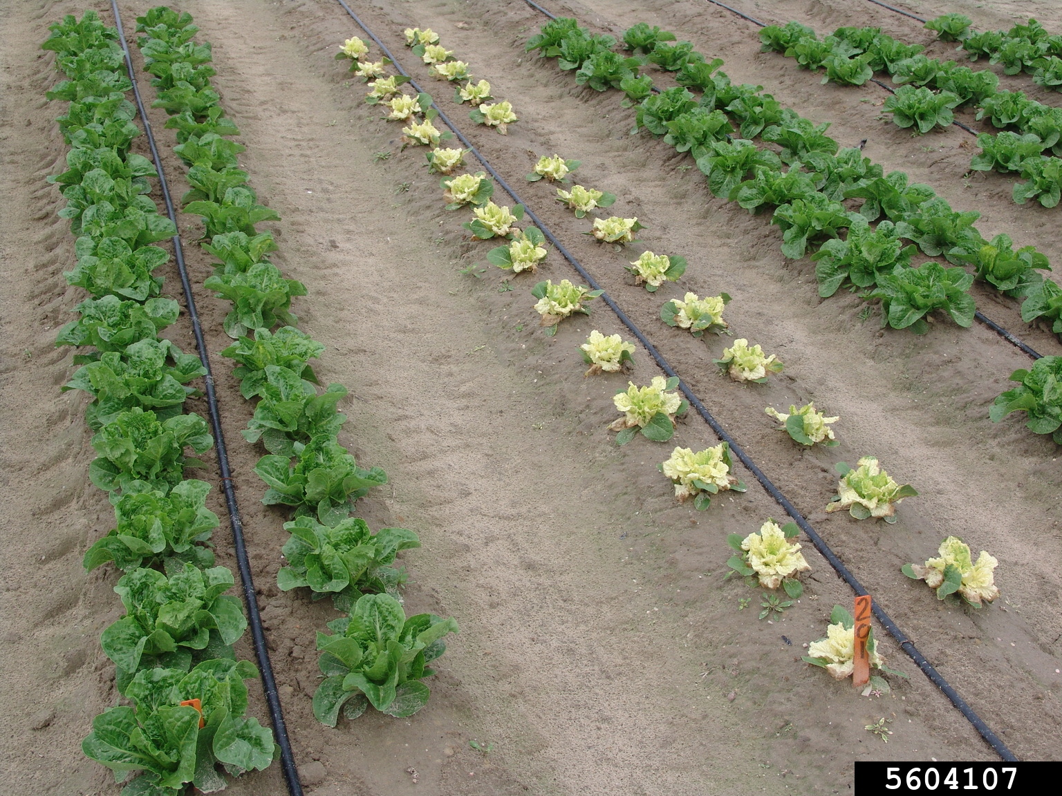 herbicides (general)